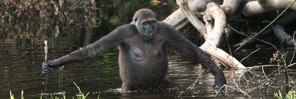 Online Ape Game | Play Free Online Ape Game For Kids