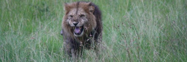 Lion Savanna Game | Play Free Lion Savanna Game Online