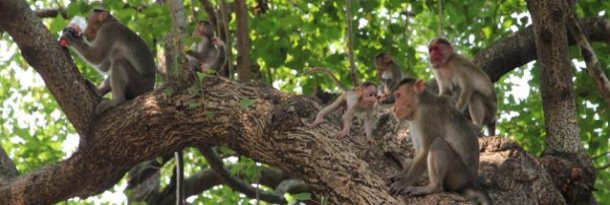 Monkey Puzzle Game ~ Hidden Monkey Puzzle Game ~ Online Monkey Puzzle Game